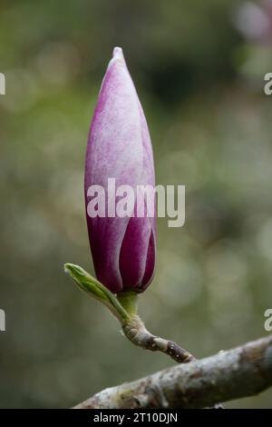Magnolia Botanical Gardens, Wellington, North Island, New Zealand Stock ...