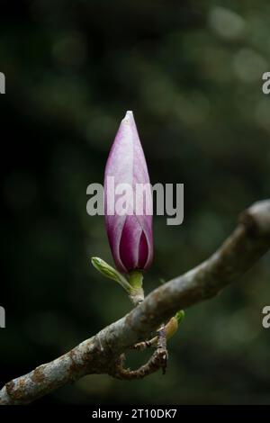 Magnolia Botanical Gardens, Wellington, North Island, New Zealand Stock ...