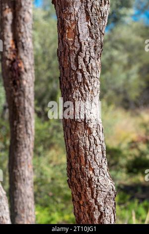 The Waddywood Tree or Birdsville Wattle (Acacia peuce) with its in ...