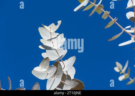 A close up of the Blue Leaved Mallee Tree (Eucalyptus polybractea) in ...