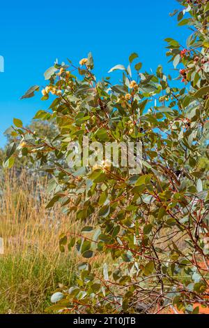 The Red-bud Mallee or Thick-Leaved Mallee (Eucalyptus pachyphylla), a ...