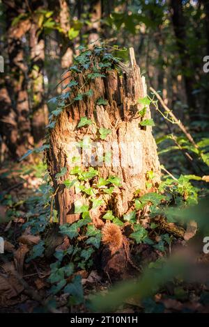 Rotting tree stump covered in moss along hiking trail Stock Photo - Alamy
