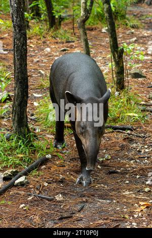 The endangered Baird's Tapir, Tapirus bairdii, in the Belize Zoo Stock ...