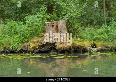Hauptspree zwischen Lehde und Leipe, Wald, Spreewald, Brandenburg ...