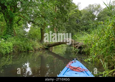 Kanu, Baum, Sperre, Naundorfer Grenzfließ, Kanal, Spreewald ...