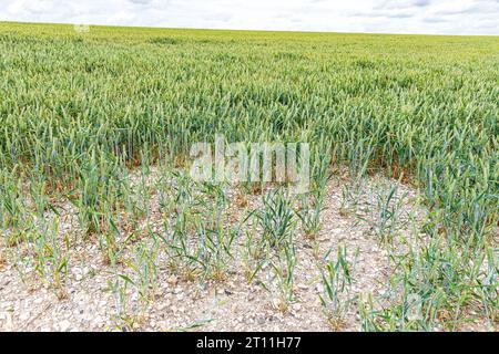 flint and chalk Stock Photo - Alamy