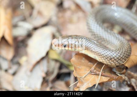 Japanese Forest Ratsnake (Elaphe conspicillata) in Japan Stock Photo ...