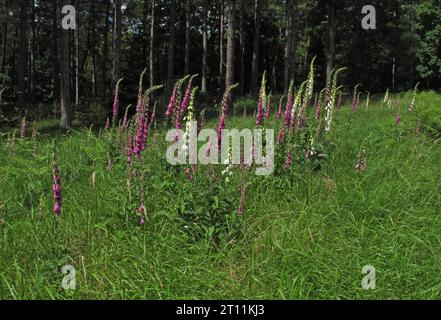 Breckland landscape suffolk Stock Photo - Alamy