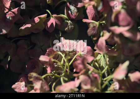 Pink hydrangea in bloom seen up close Stock Photo - Alamy