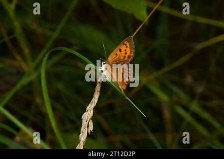 Lycaena virgaureae Family Lycaenidae Genus Lycaena Scarce copper ...