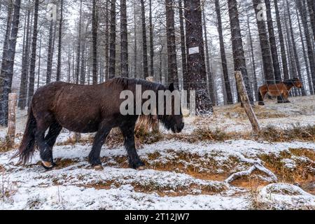 Wild horses in the aizkorri mountain of gipuzkoa. Snowy landscape by ...