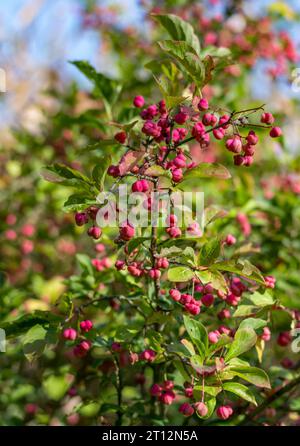 Pink berries of the spindle tree. Picture taken in a forest in autumn ...
