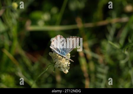 Polyommatus coridon Family Lycaenidae Genus Lysandra Chalkhill blue ...