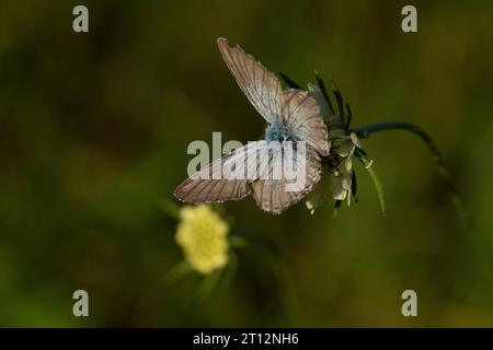 Polyommatus coridon Family Lycaenidae Genus Lysandra Chalkhill blue ...