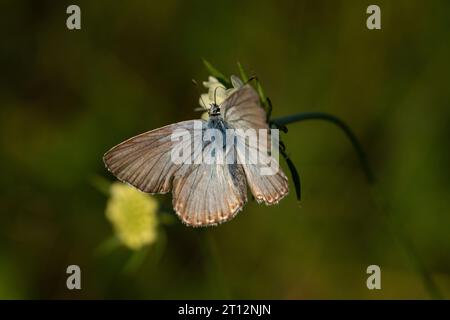 Polyommatus coridon Family Lycaenidae Genus Lysandra Chalkhill blue ...
