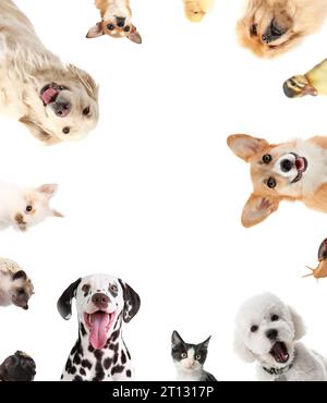 Frame made of different animals on white background. Banner for design ...