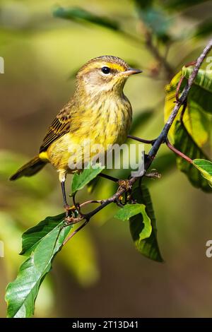 Palm warbler in fall plumage Stock Photo - Alamy