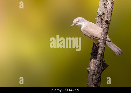 Curruca curruca, Sylvia curruca, with the common name Lesser ...