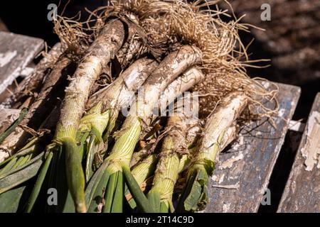 A young Catalan onion in a market Stock Photo - Alamy