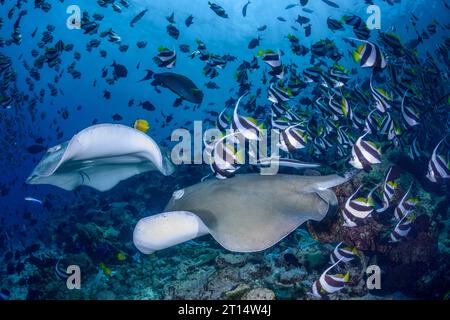 fish factory maldives Stock Photo - Alamy