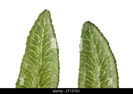 Bracken (Pteridium aquilinum) showing the spore cases or Sori on ...