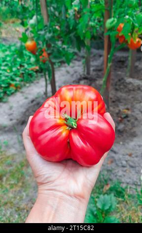 A hand is holding a large, red tomato while standing in a garden. Green ...