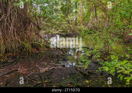 Mangroves trees at river, parque lineal kennedy, guayaquil, ecuador ...