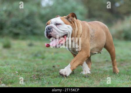 bulldog running towards camera Stock Photo - Alamy