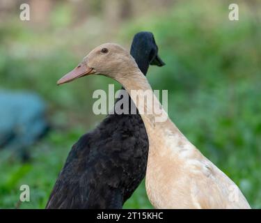 Free Range Ducks Stock Photo - Alamy