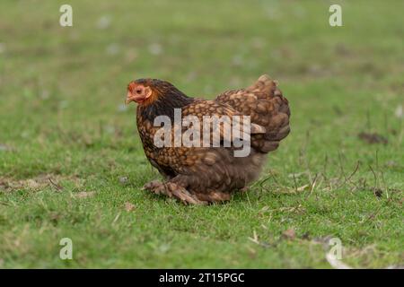 chocolate laced Pekin bantam Stock Photo - Alamy
