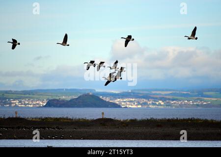 Canada geese arriving in Scotland Stock Photo - Alamy
