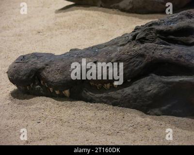 The Crocodile Museum adjacent to Kom Ombo Temple displays some of the ...