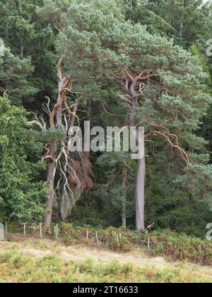 Tree details, Hopesay, Shropshire, England Stock Photo - Alamy