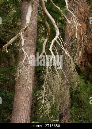 Tree details, Hopesay, Shropshire, England Stock Photo - Alamy