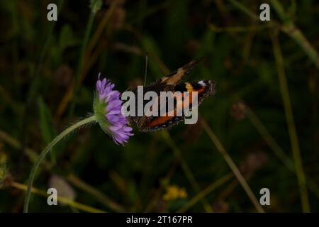Aglais urticae Family Nymphalidae Genus Aglais Small tortoiseshell ...