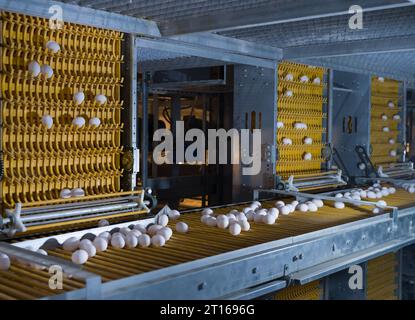 Waterfall type egg collection system. Fully automatic egg collection ...