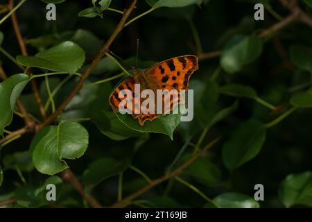 Polygonia c-album Family Nymphalidae Genus Polygonia Comma butterfly ...