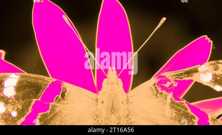 Vanessa atalanta Family Nymphalidae Genus Vanessa Red admiral butterfly ...