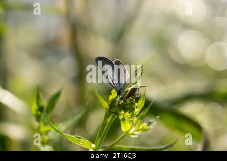 Celastrina argiolus Family Lycaenidae Genus Celastrina Holly Blue ...