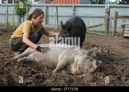 Farmer with his Kunekune pigs Stock Photo - Alamy