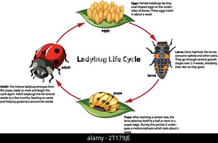 Science student's cartoon illustration of ladybug life cycle Stock ...