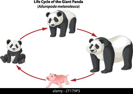 Panda life cycle infographic illustration Stock Vector Image & Art - Alamy