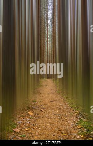 Forest path, trees, background blur Stock Photo - Alamy