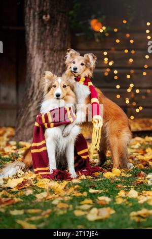 Dog with pumpkins. Shetland Sheepdog. Thanksgiving day. Fall season ...