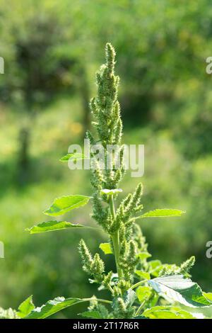 Amaranthus hybridus L Amaranthus hybridus L Stock Photo - Alamy