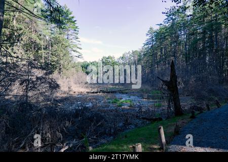 Walking trail in the Quechee State Park, Vermont, USA Stock Photo - Alamy