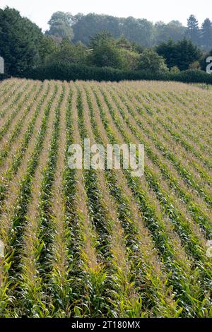 A field of Sweet Corn, Northamptonshire, England, UK Stock Photo - Alamy