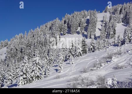 Verschneite Tannen, Wintersportgebiet Portes du Soleil, Haute-Savoie ...