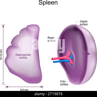 Anatomical structure of the spleen. Vector illustration Stock Vector ...