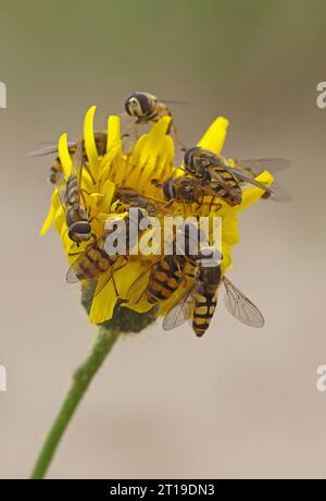 hoverfly (Metasyrphus corollae) swarming hoverflies feeding on flower ...